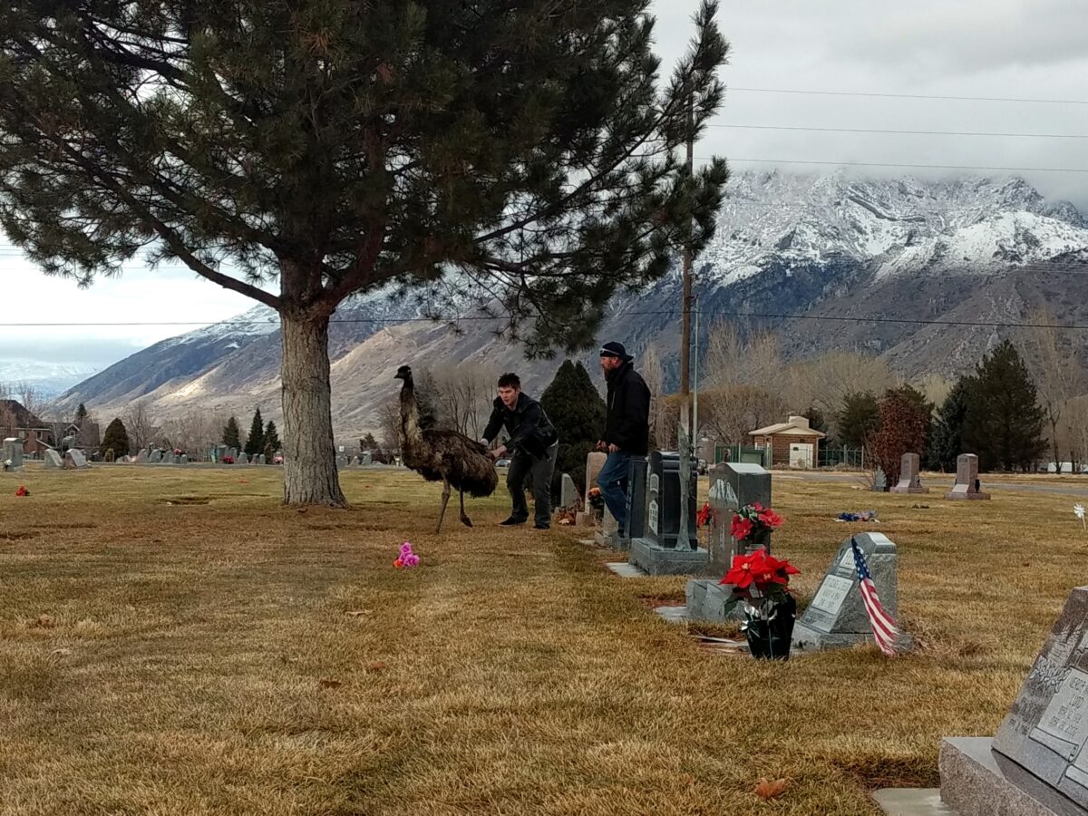 Emu wanders into Springville cemetery where fallen officer buried ...